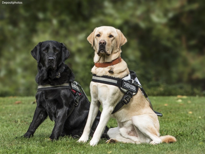 Adiestradores de perros de asistencia - Defensor del Pueblo